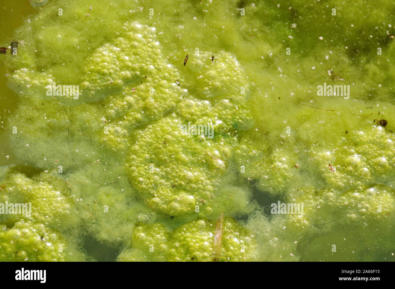 aquatic weed floating and trap insect on pond Stock Photo - Alamy