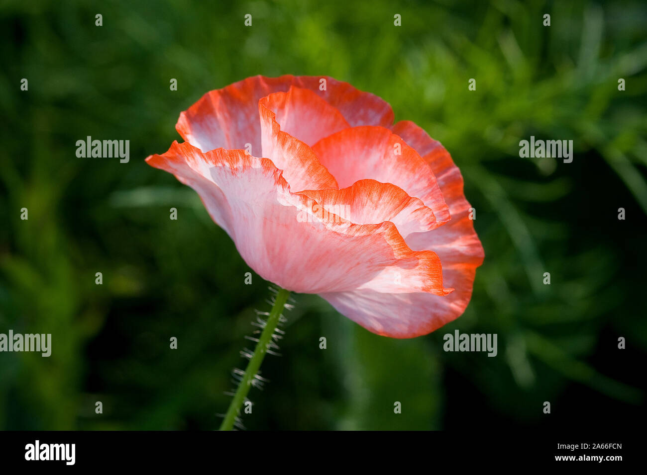 Wild poppy plants hi-res stock photography and images - Alamy