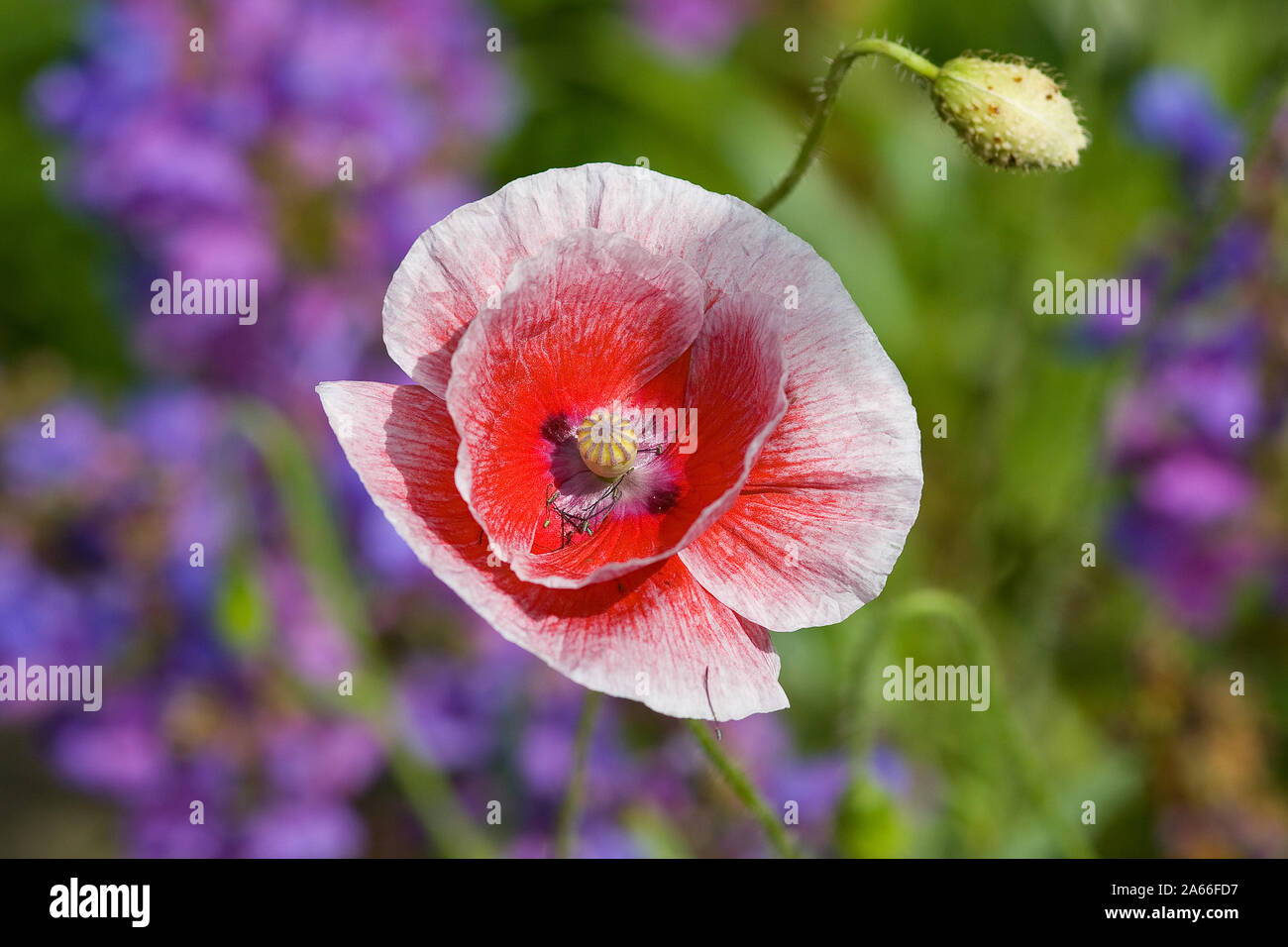Poppy plants hi-res stock photography and images - Alamy