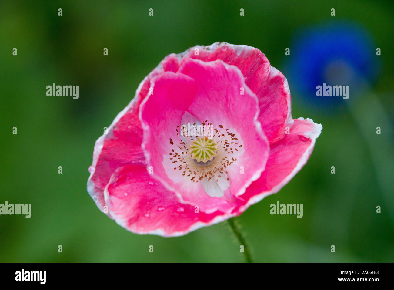 Plants that are pink hi-res stock photography and images - Alamy