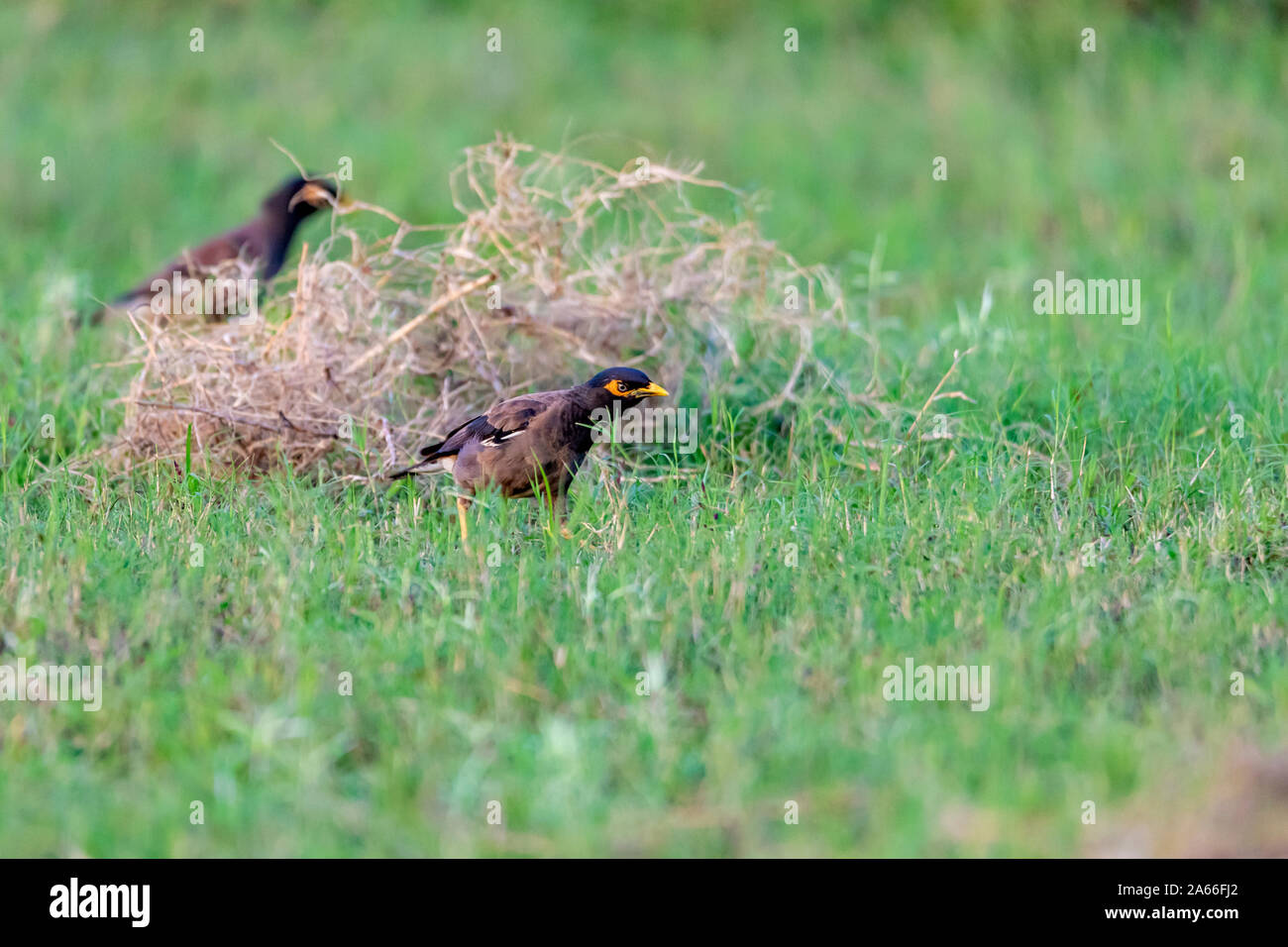 The Common Myna is brown with a black head. It has a yellow bill, legs ...