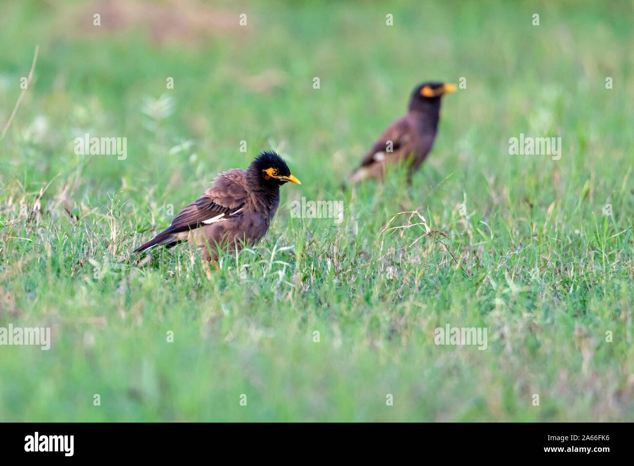 The Common Myna is brown with a black head. It has a yellow bill, legs ...