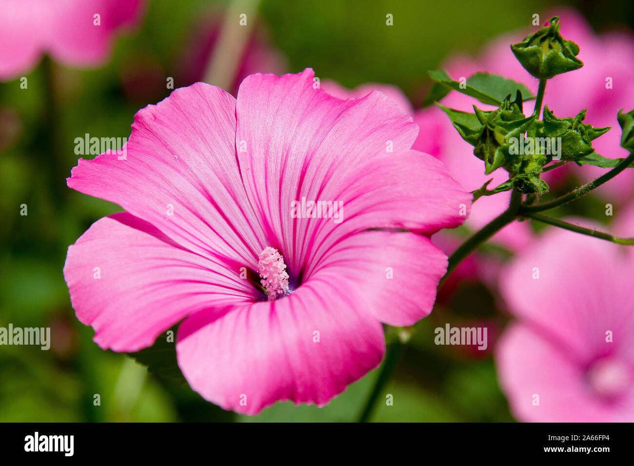 Pink veining hi-res stock photography and images - Alamy