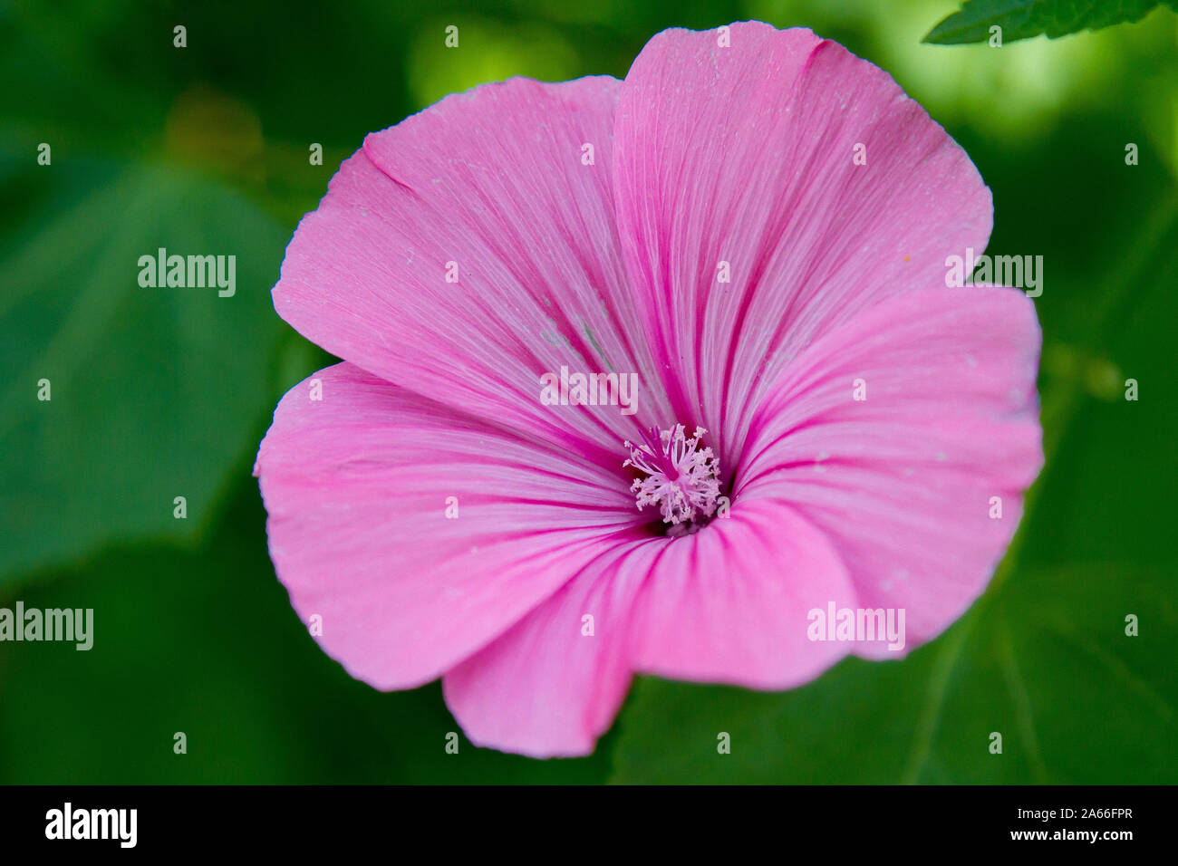 Pink veining hi-res stock photography and images - Alamy
