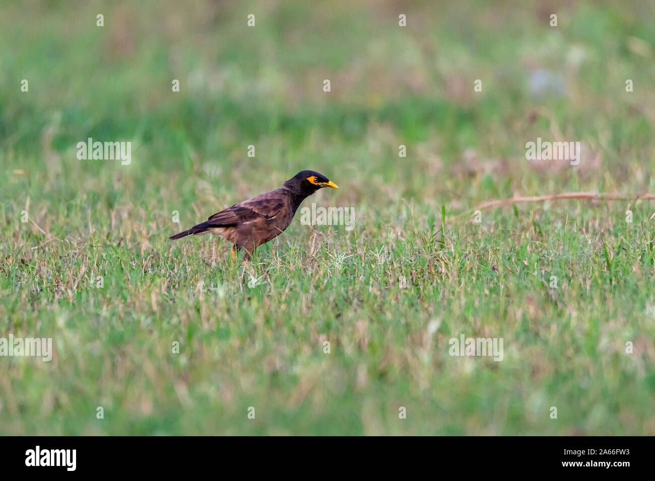 The Common Myna is brown with a black head. It has a yellow bill, legs ...