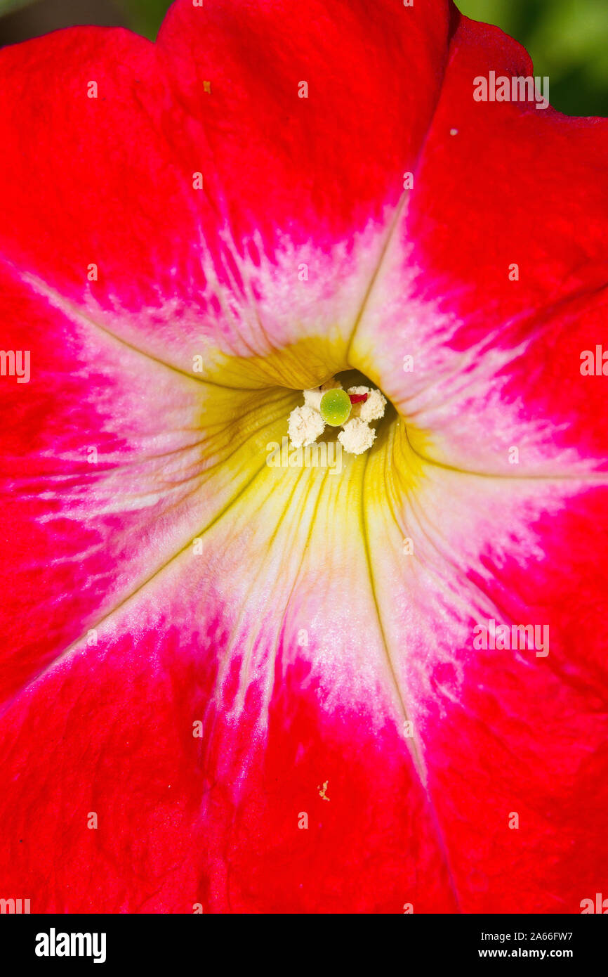 Red growing flower hi-res stock photography and images - Alamy