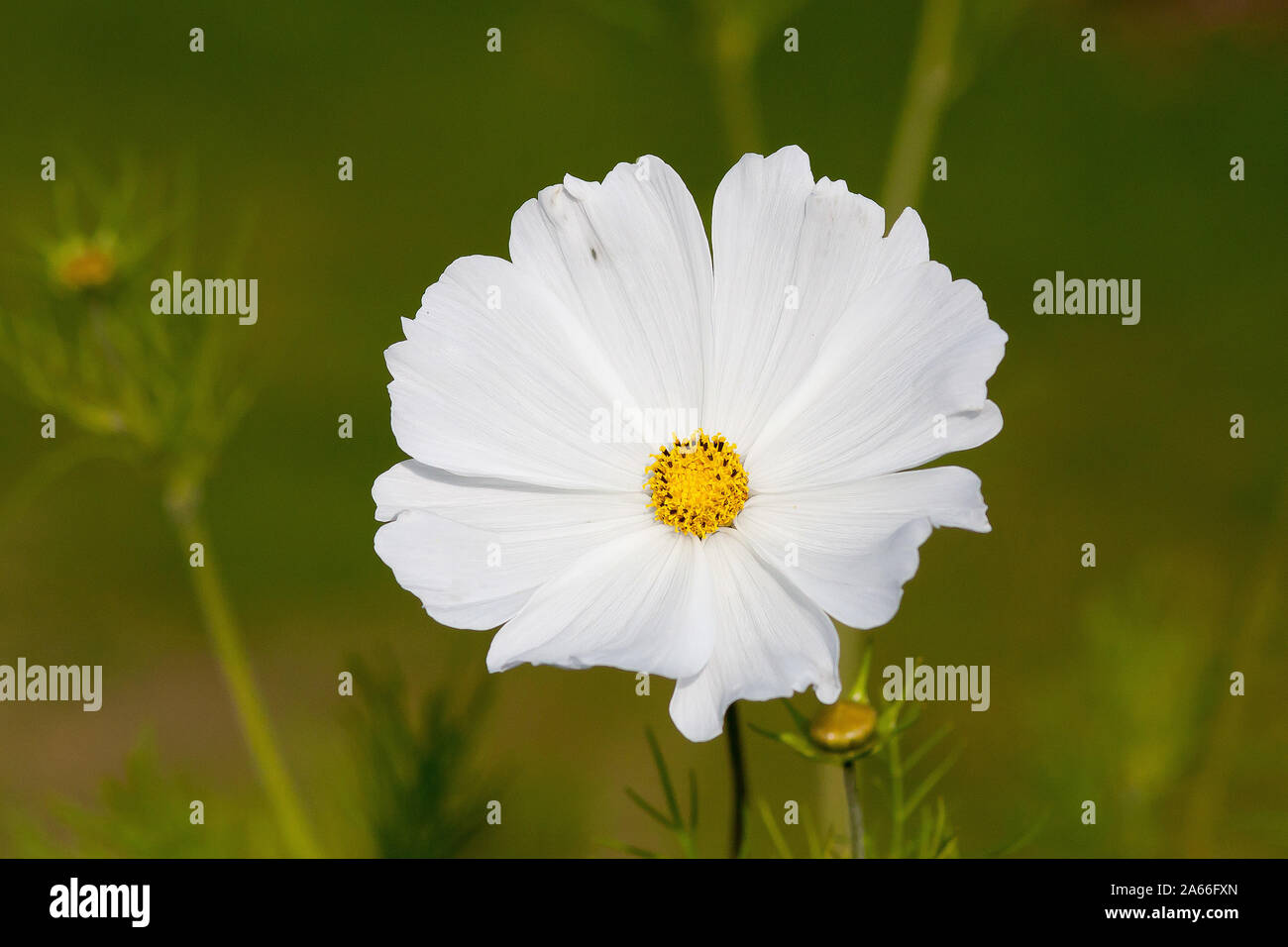 Cosmos flower plants hi-res stock photography and images - Alamy