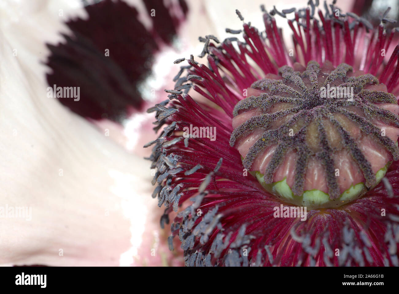 Reproductive parts of a flower hi-res stock photography and images - Alamy