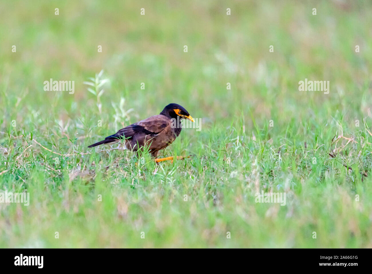 The Common Myna is brown with a black head. It has a yellow bill, legs ...