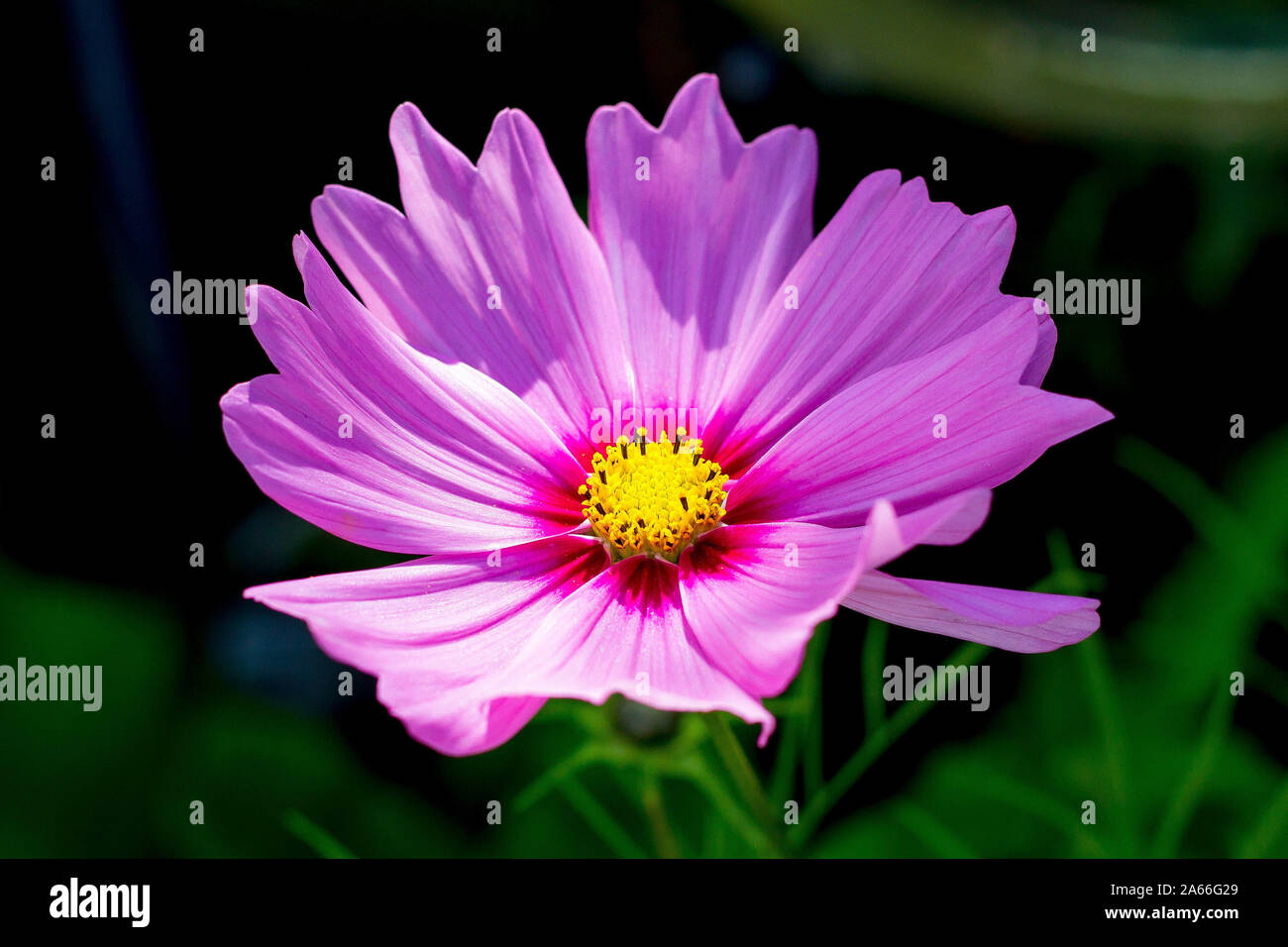 Pink cosmos hi-res stock photography and images - Alamy