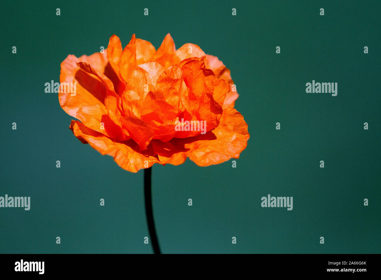 wild orange poppy Stock Photo - Alamy