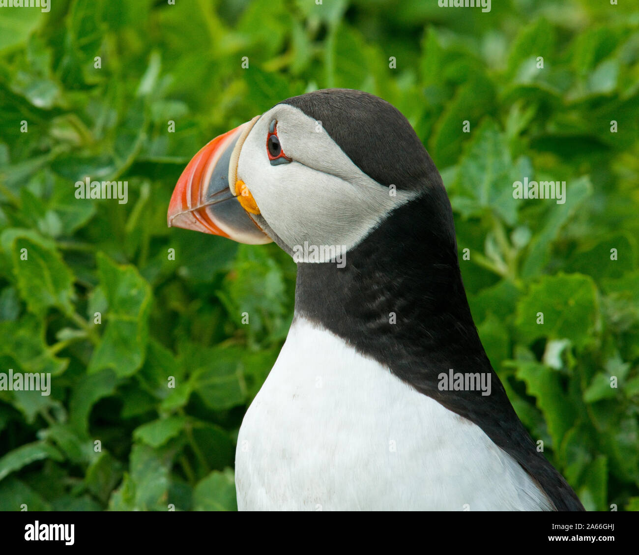 Puffin face hi-res stock photography and images - Alamy