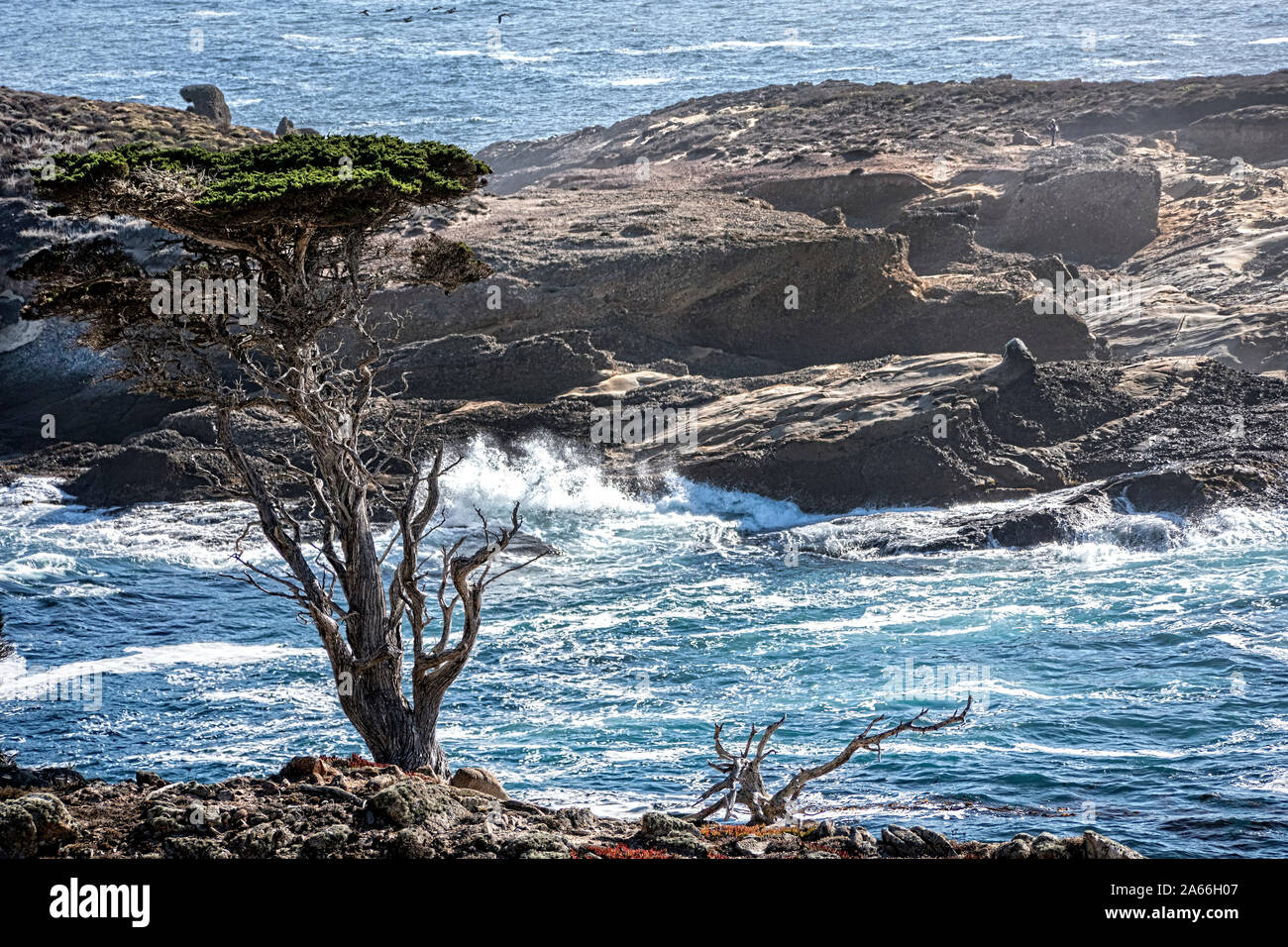 Carmel trees hi-res stock photography and images - Alamy