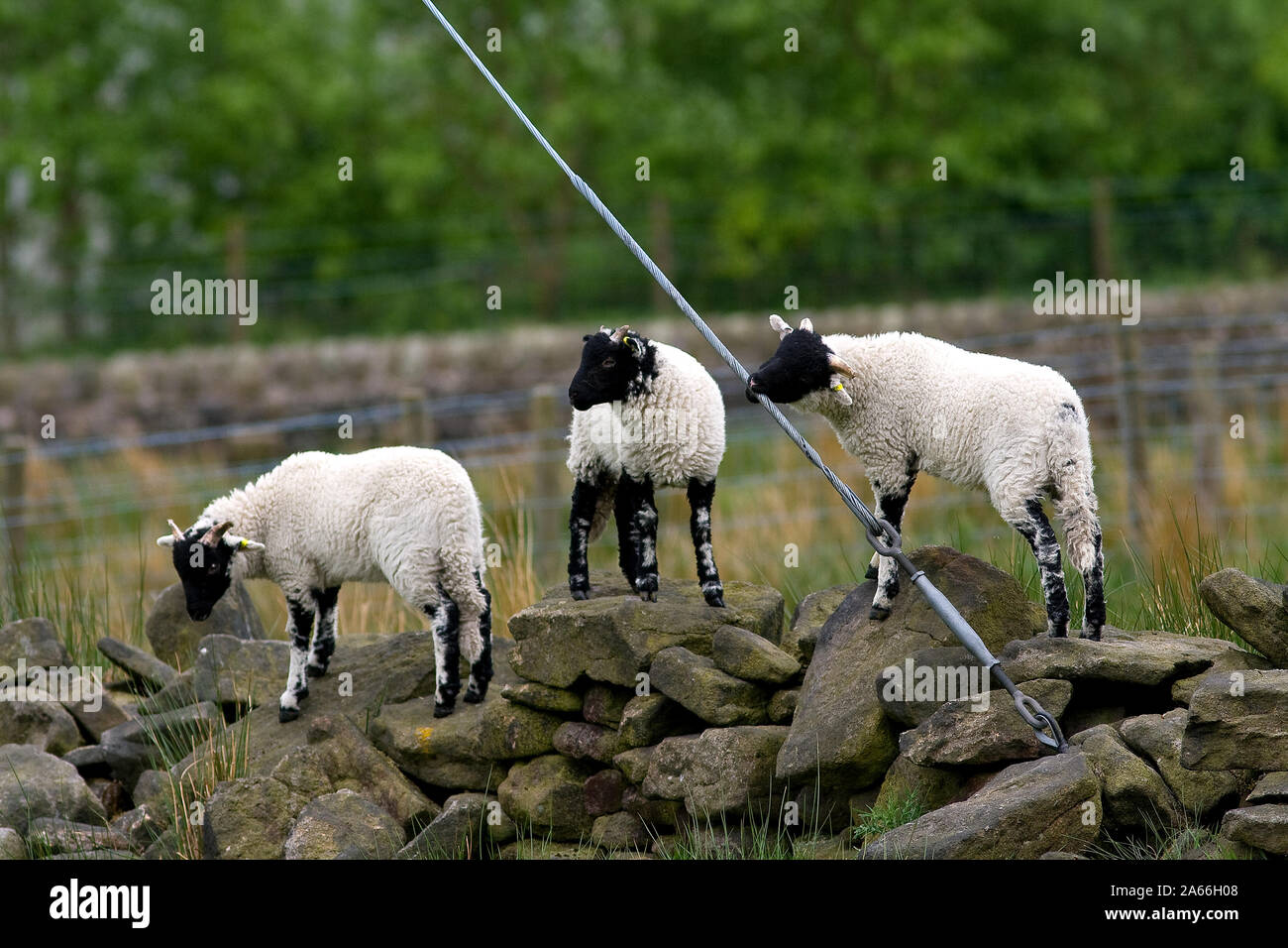 Wall to wall sheep hi-res stock photography and images - Alamy