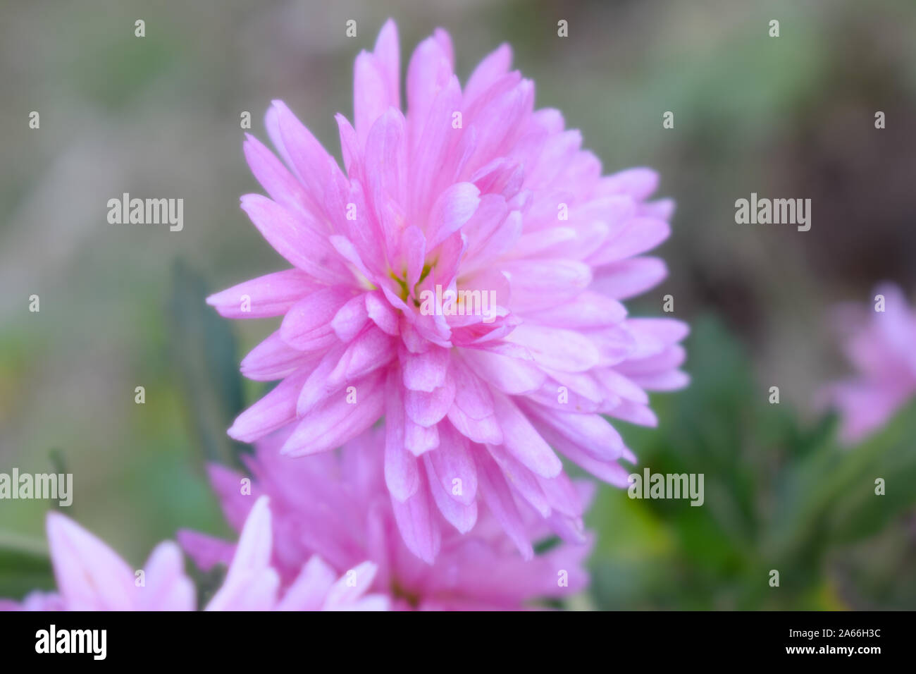 Three perfect flowers hi-res stock photography and images - Alamy