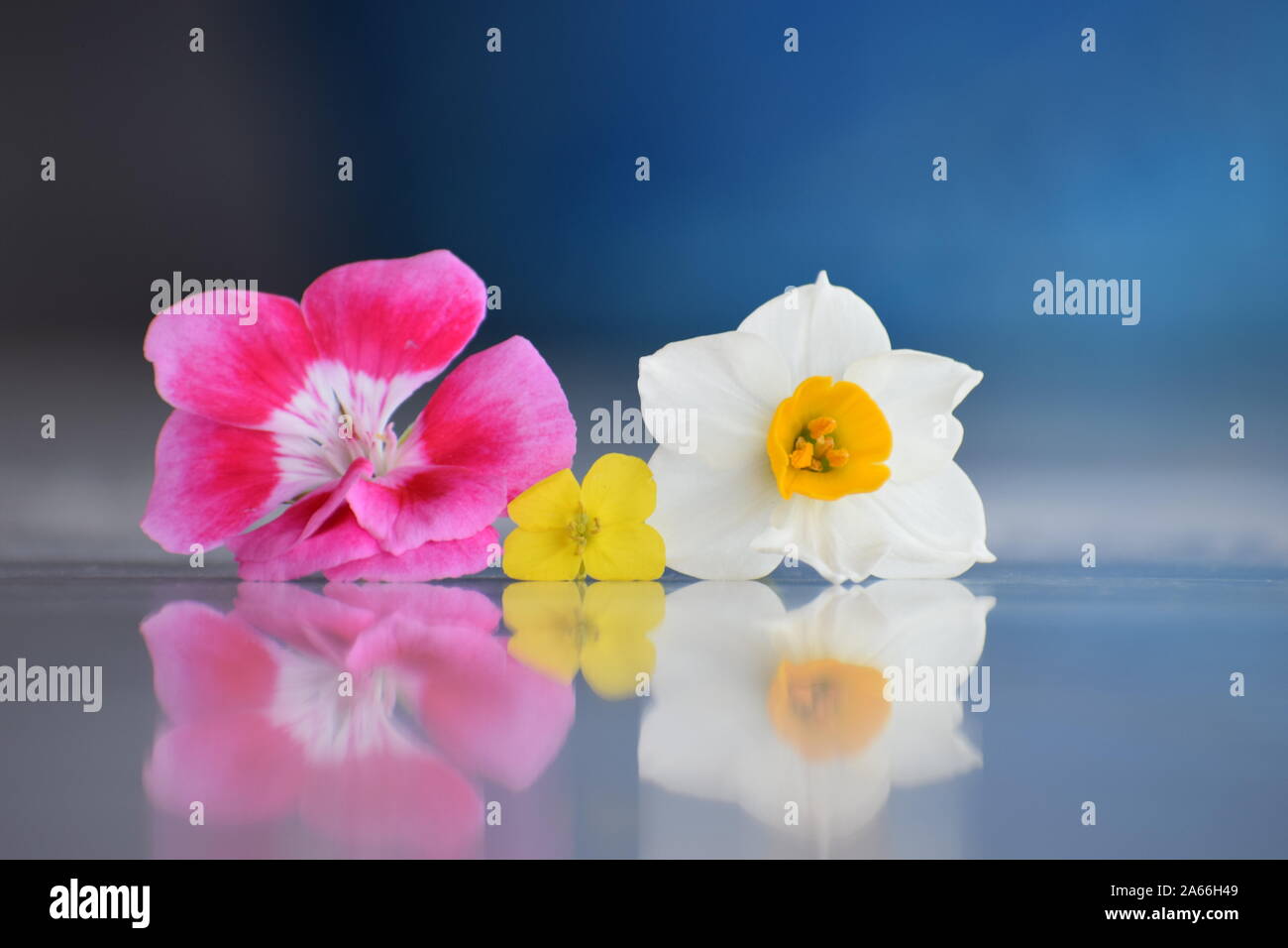 Reflection of flowers Stock Photo - Alamy