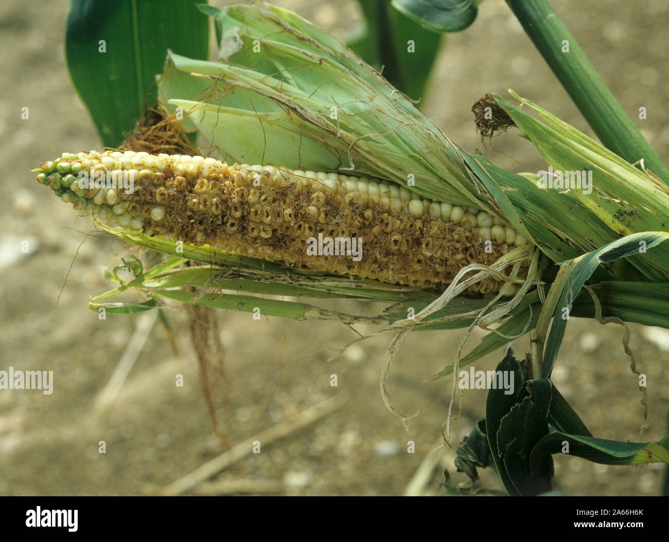 A cob of forage maize or corn (Zea mays) severely damaged by feeding ...