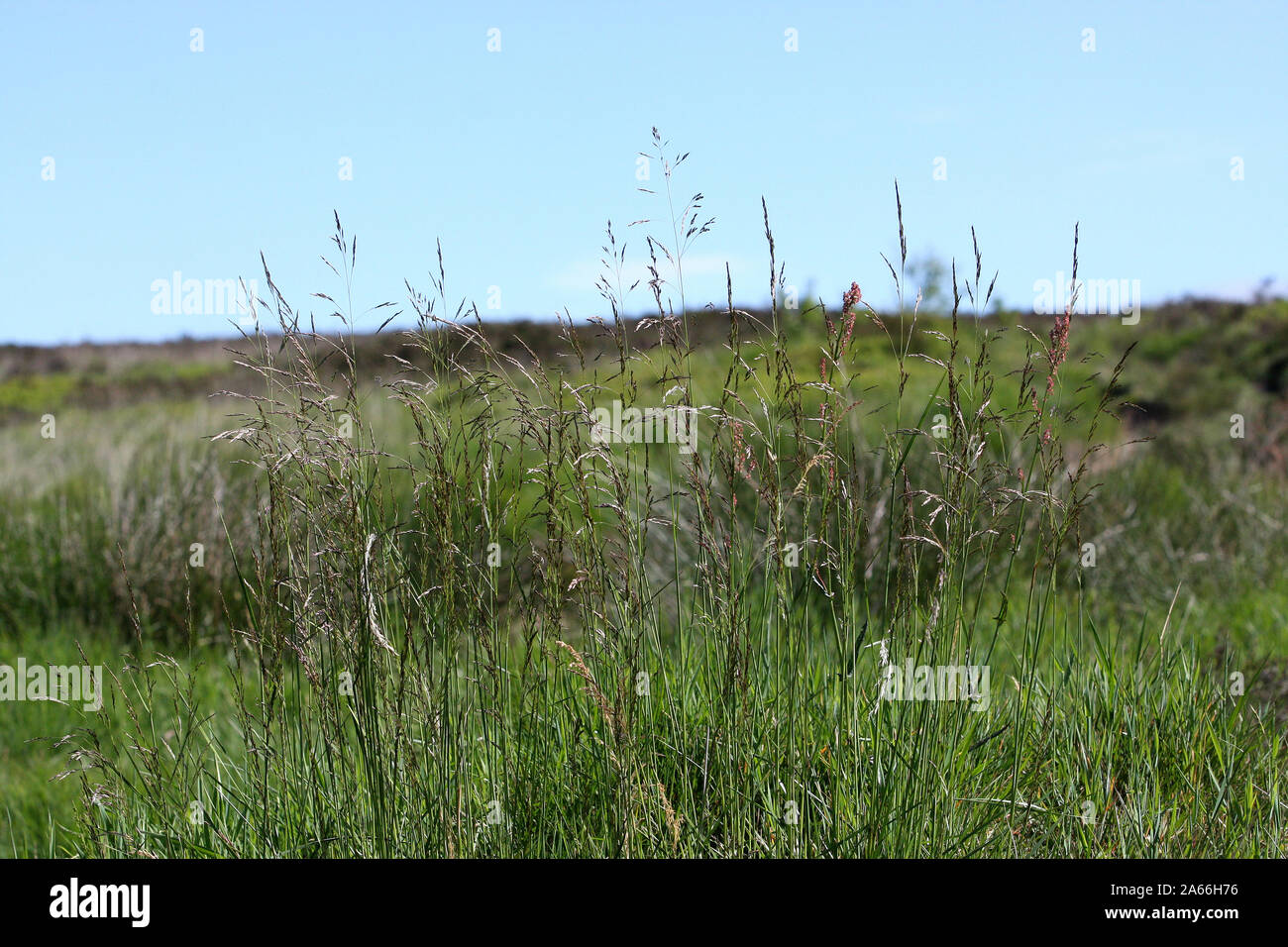 Field of grass Stock Photo - Alamy
