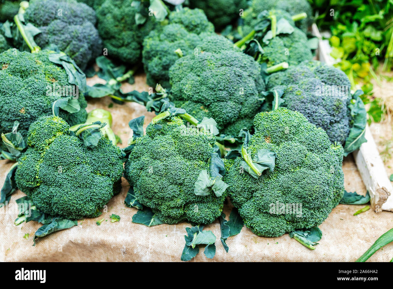 Broccoli farmer hi-res stock photography and images - Alamy