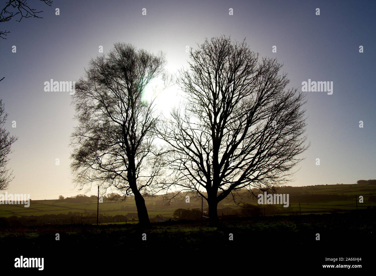 Trees in the morning sunlight Stock Photo - Alamy
