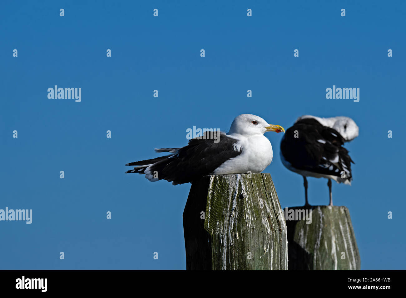 Great black-backed gull in later afternoon sun. It is the largest ...