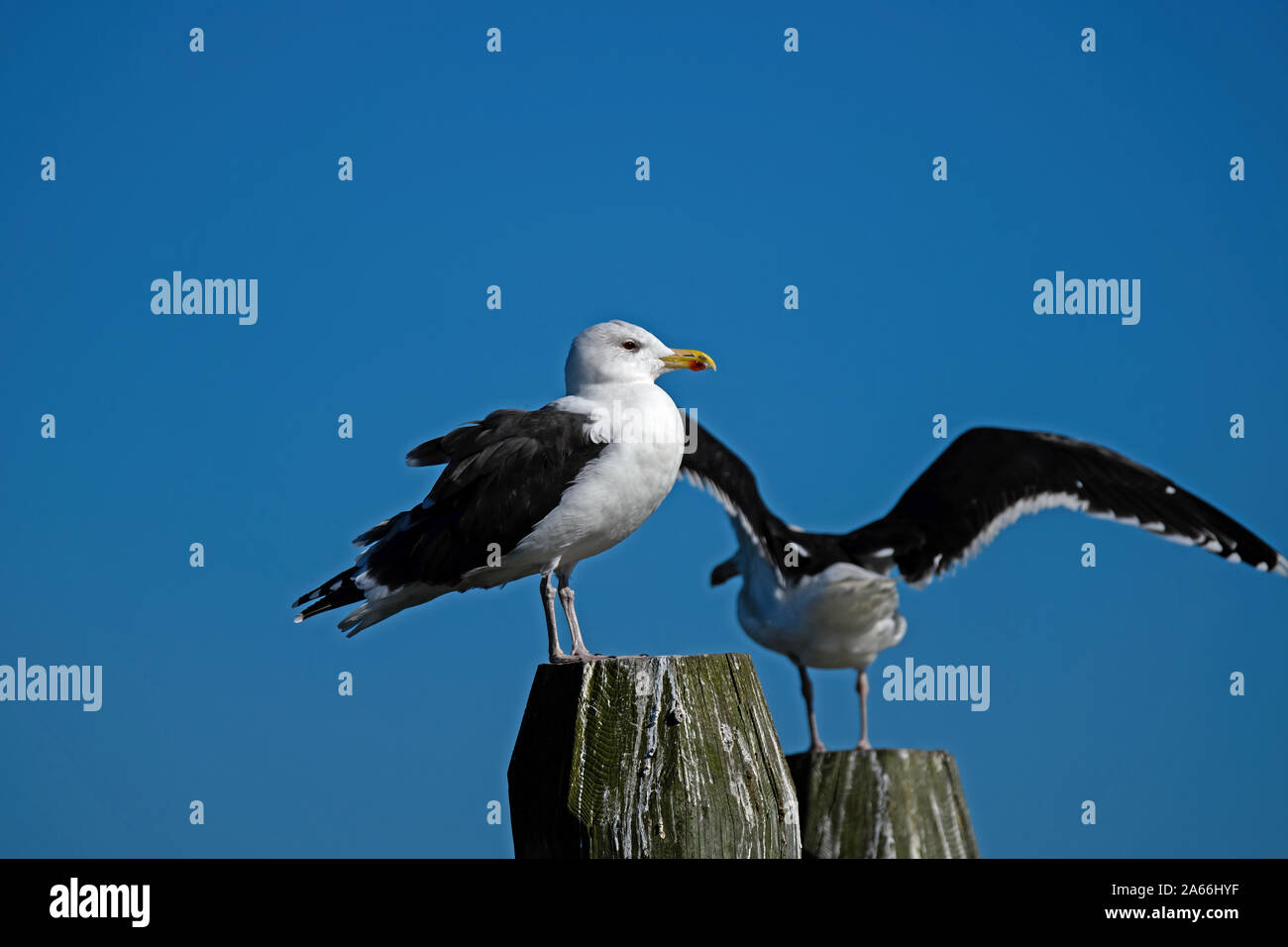 Great black-backed gull in later afternoon sun. It is the largest ...
