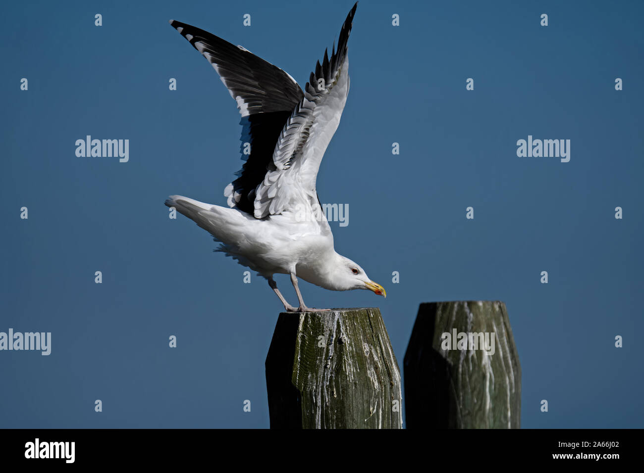 Great black-backed gull in later afternoon sun. It is the largest ...