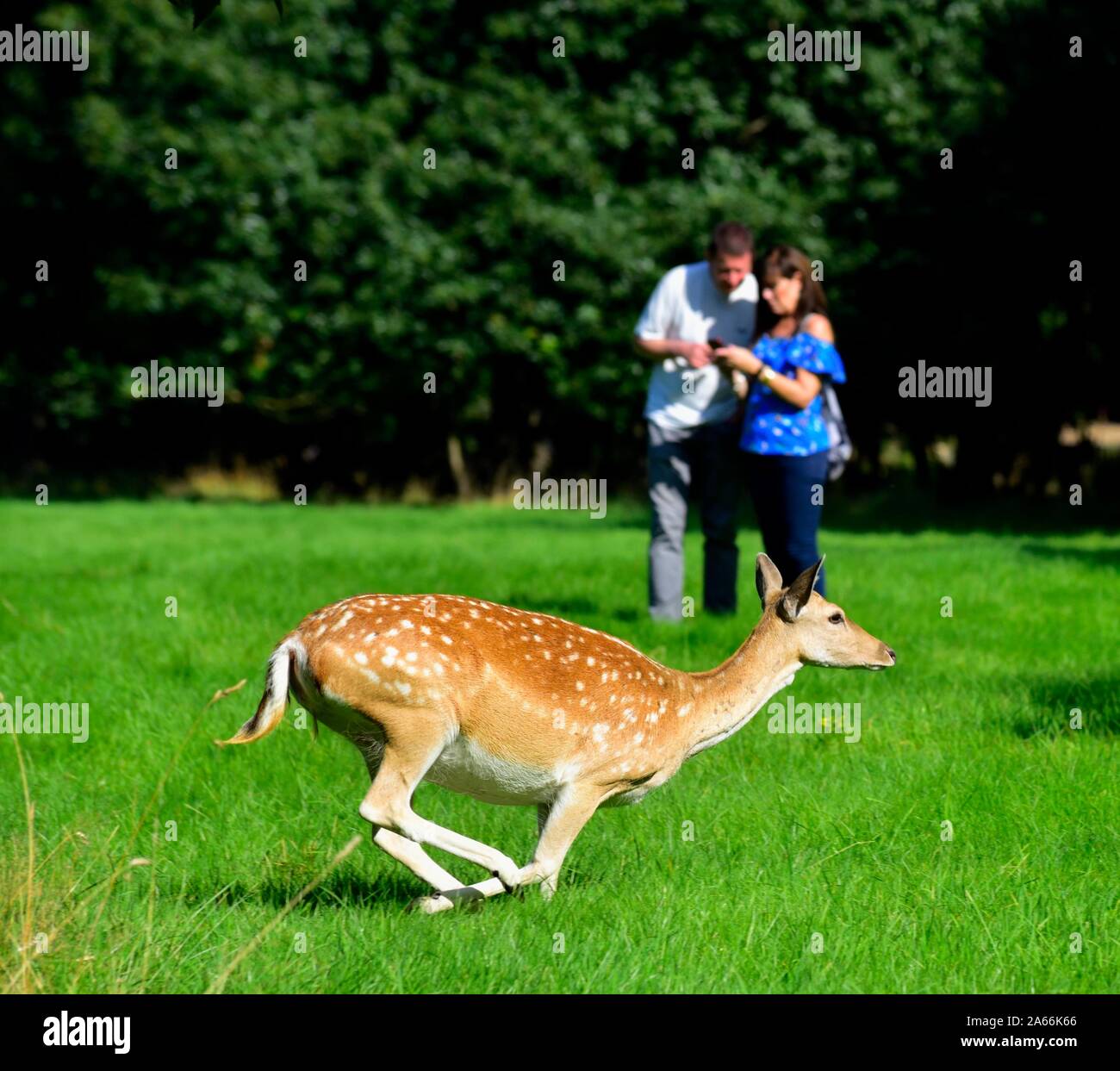 Young fallow deer,running past a couple taking photographs,Wollaton ...
