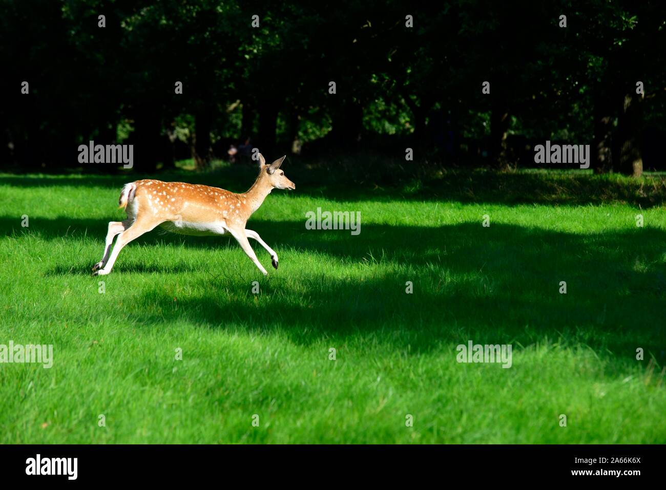 Young fallow deer,running across a grassy field,Wollaton Park ...