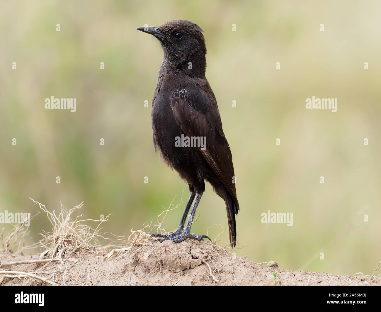 Myrmecocichla Aethiops High Resolution Stock Photography and Images - Alamy