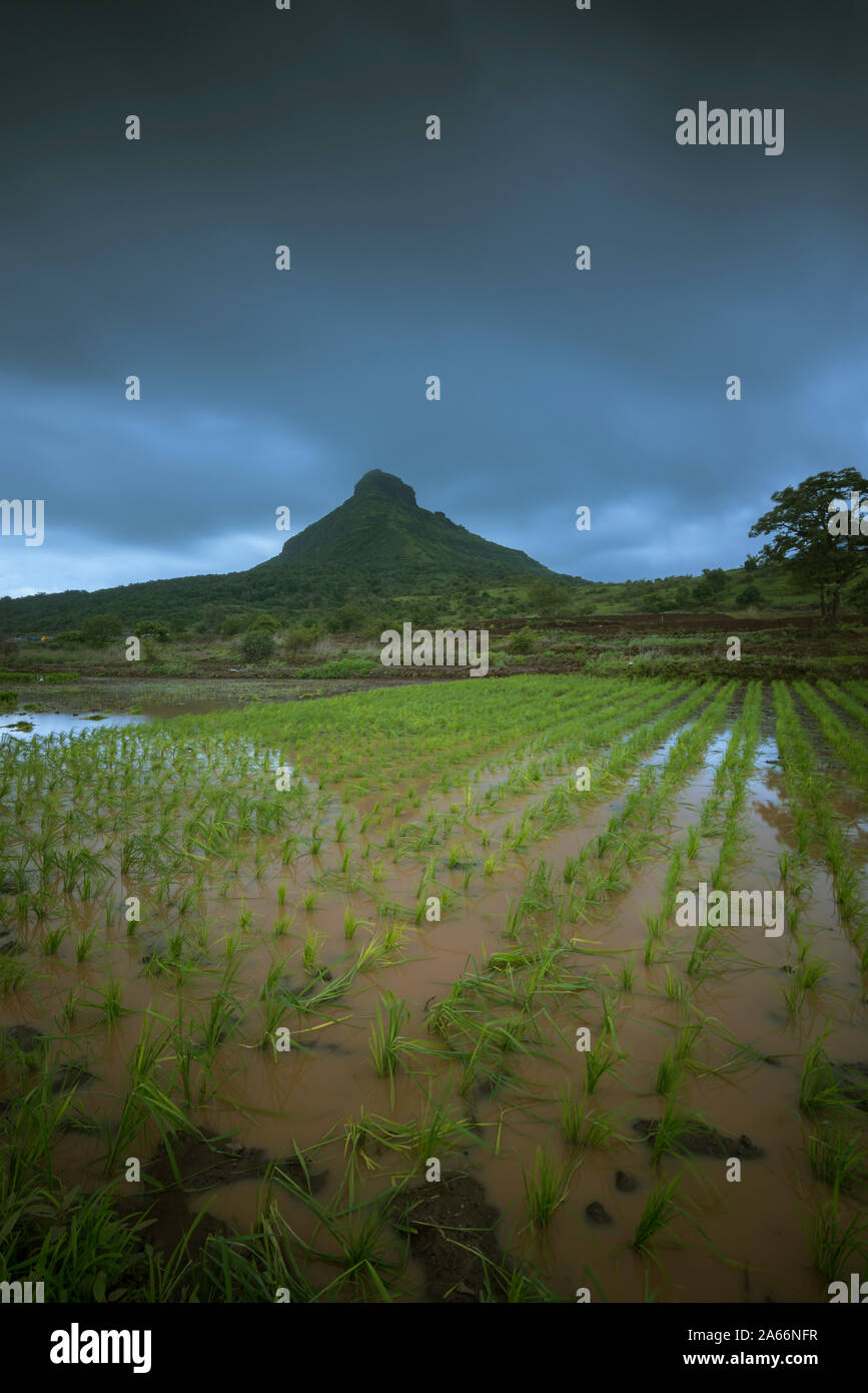 Tikona fort hi-res stock photography and images - Alamy