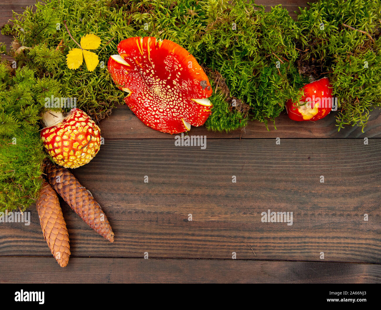 Bright frame of moss, toadstools and cones on a wooden background Stock ...