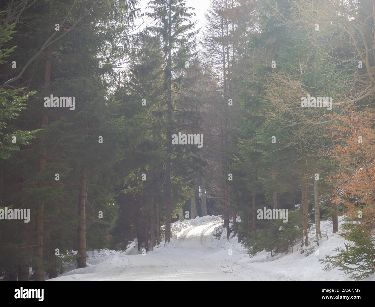 Foggy day hike hi-res stock photography and images - Alamy
