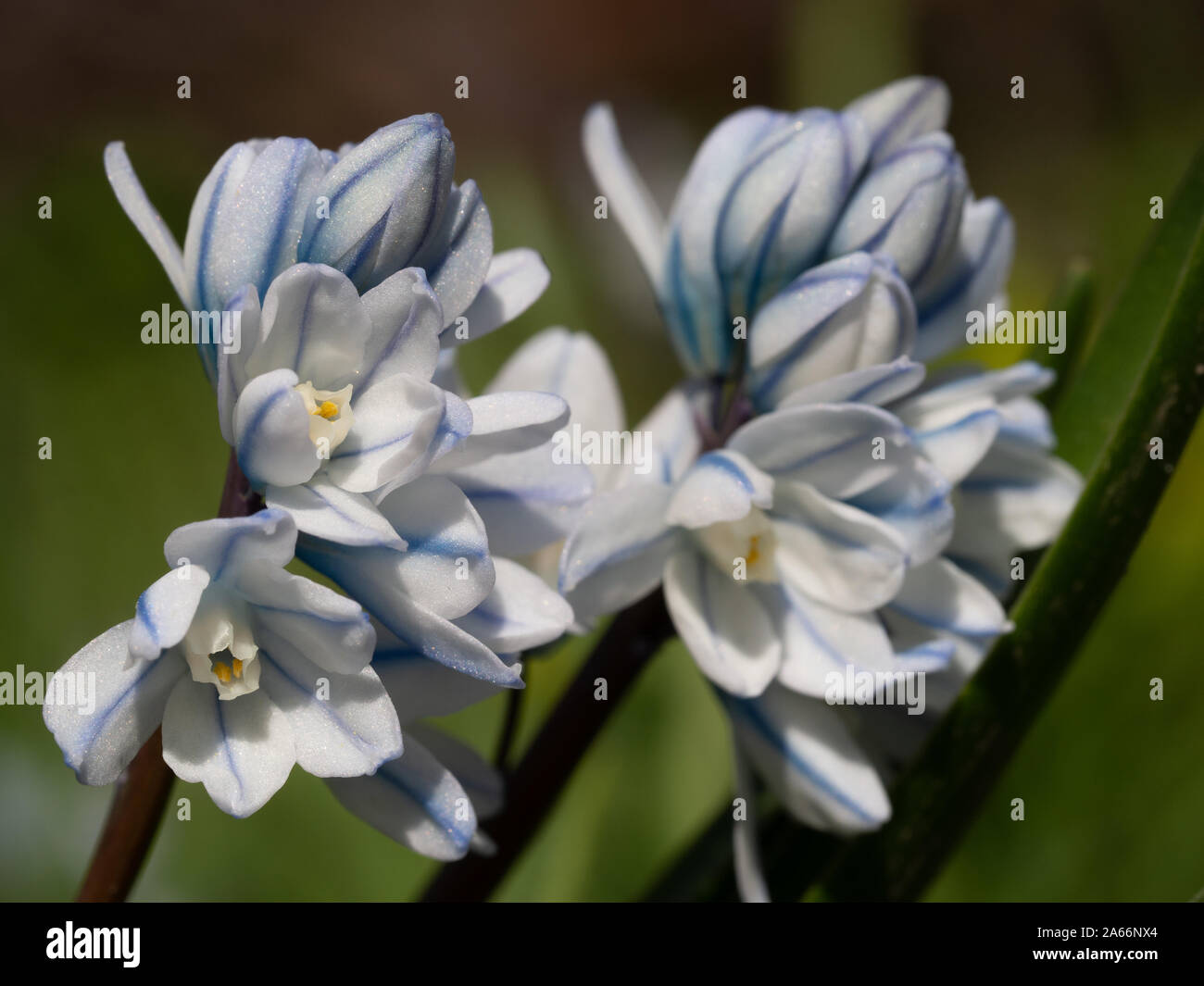 Spring squill leaves hi-res stock photography and images - Alamy