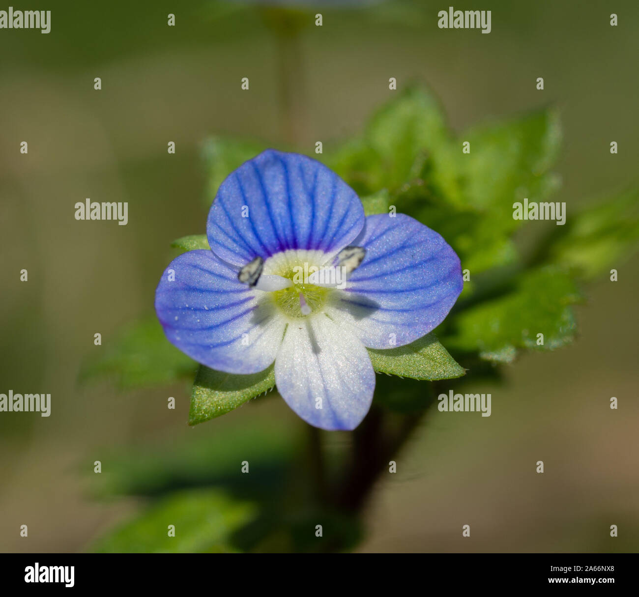 Common field speedwell hi-res stock photography and images - Alamy