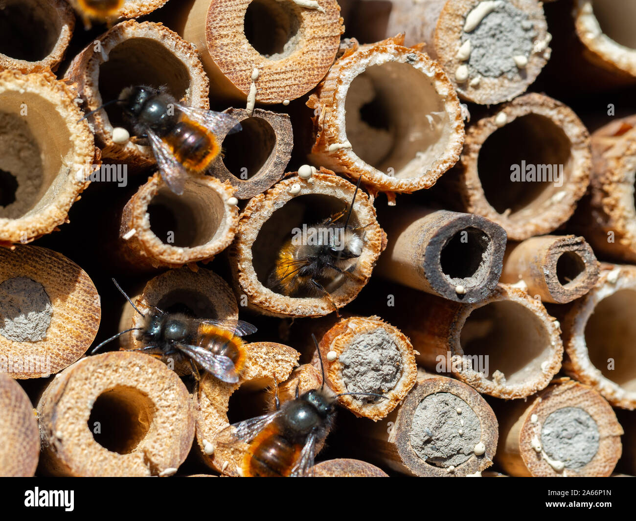 Mason bee nest hi-res stock photography and images - Alamy