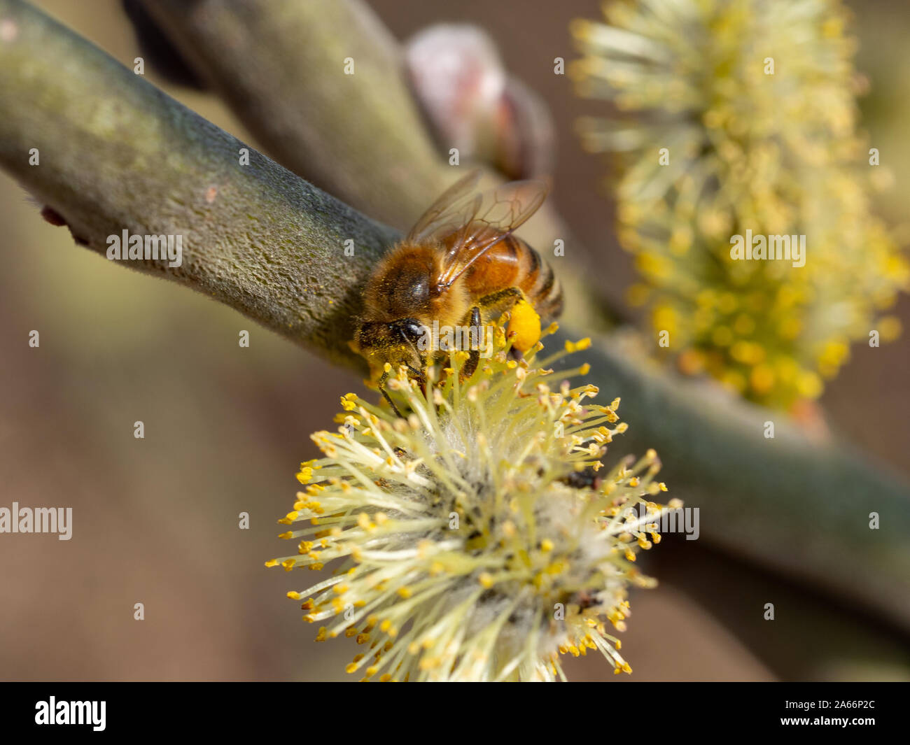 Tree insect pollination hi-res stock photography and images - Alamy