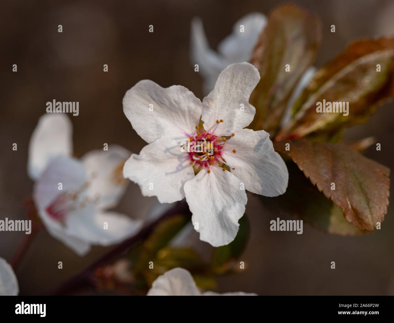 Mirabelle plum tree hi-res stock photography and images - Alamy