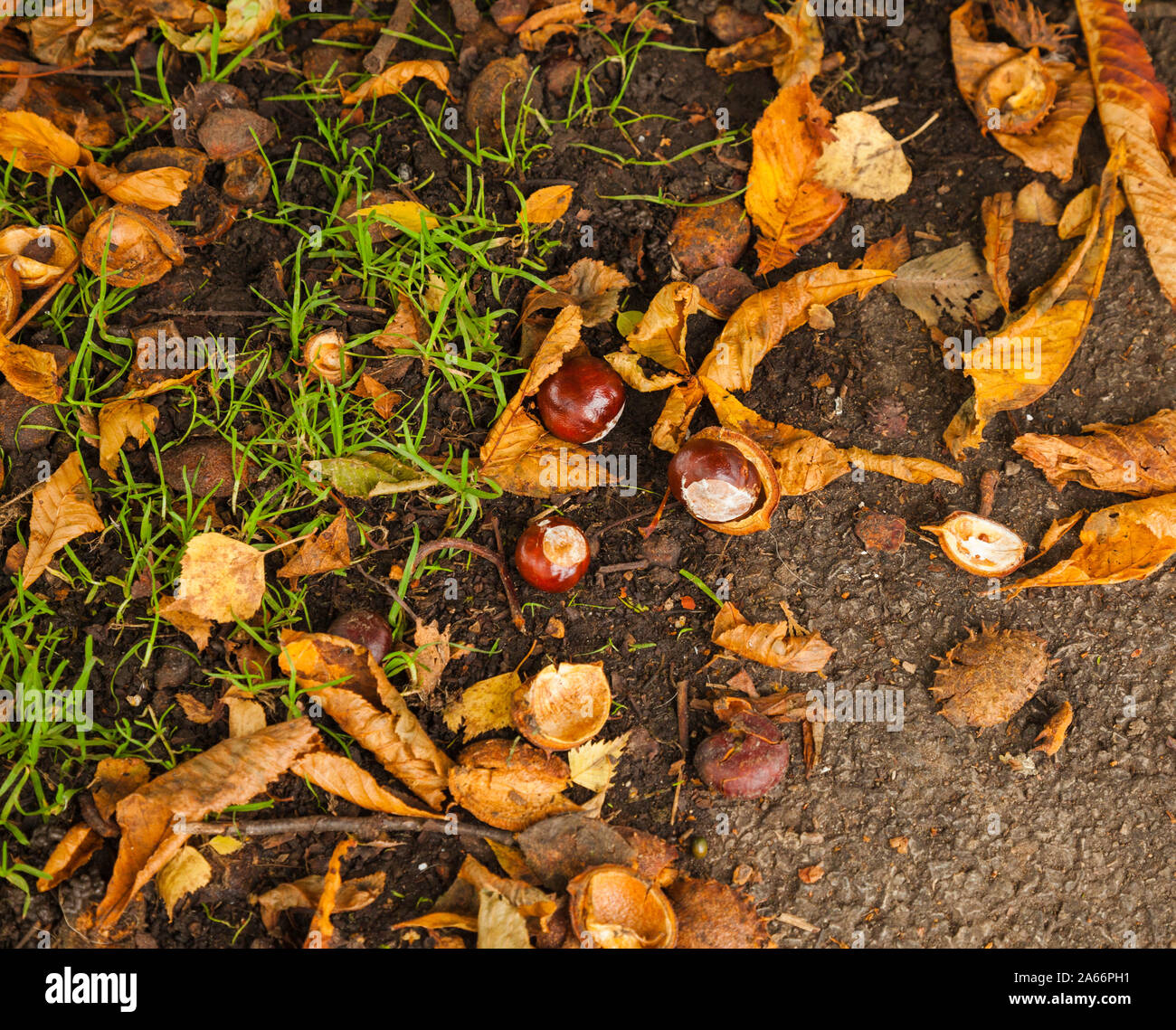 Chestnuts in shells hi-res stock photography and images - Alamy