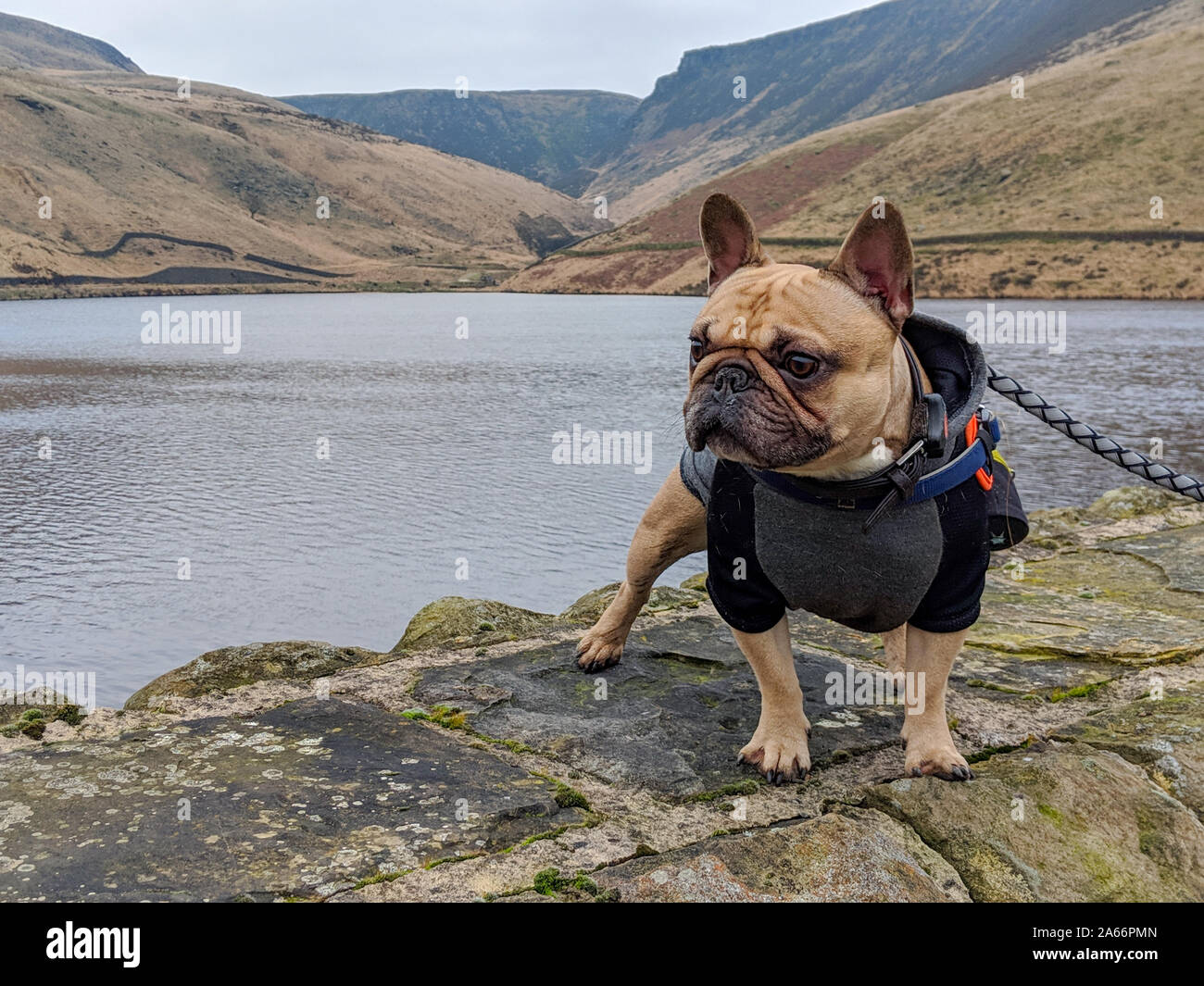 How To Get A French Bulldog To Walk
