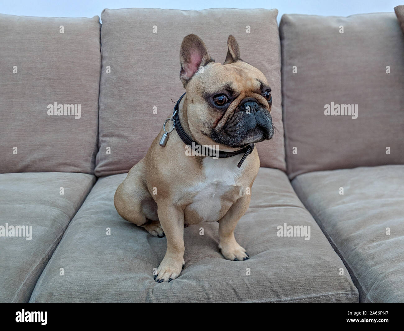 French bulldog on couch Stock Photo - Alamy