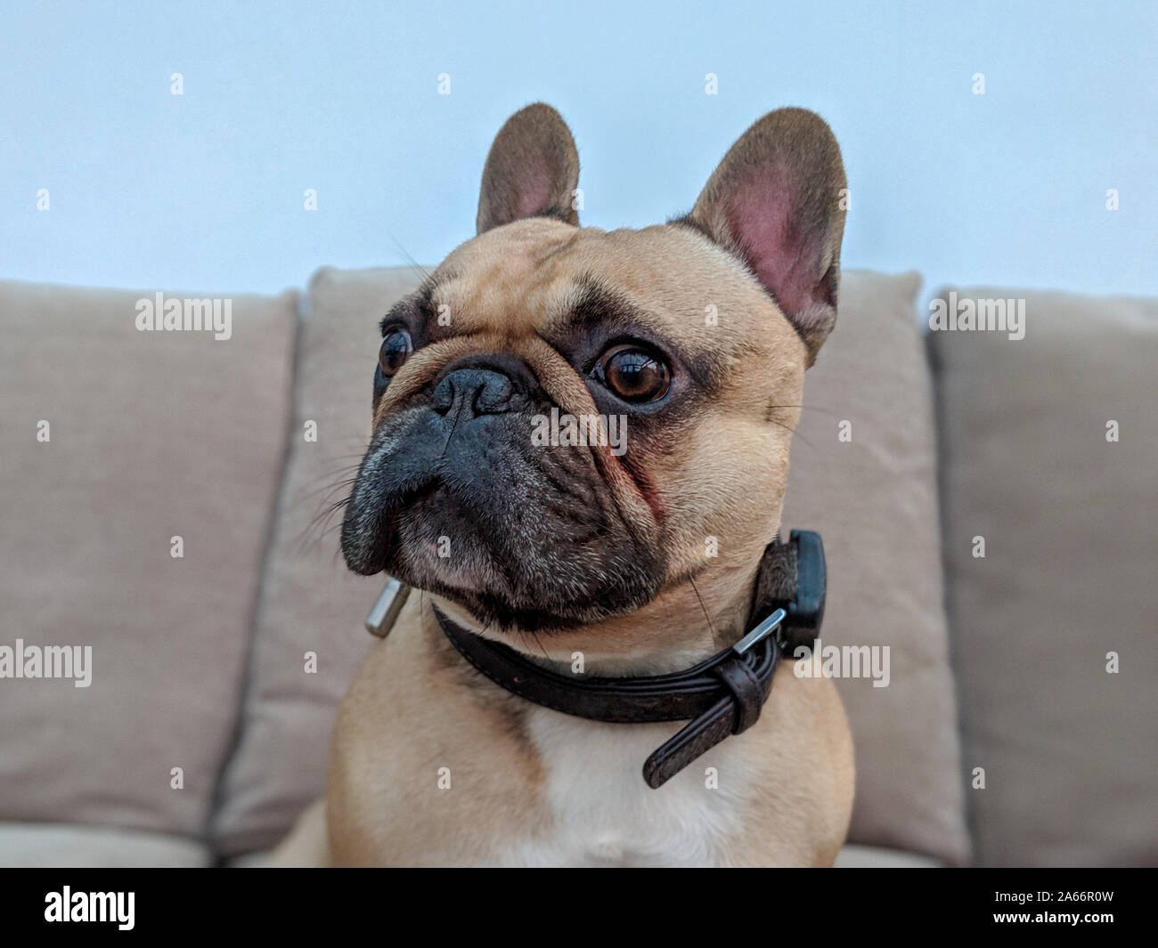 Bulldog face hi-res stock photography and images - Alamy