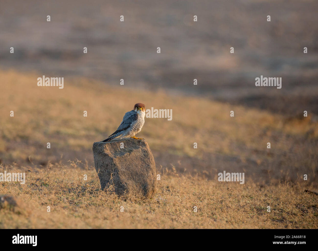 Red-necked Falcon sitting on a rock near Veera Dam,Pune,Maharashtra ...