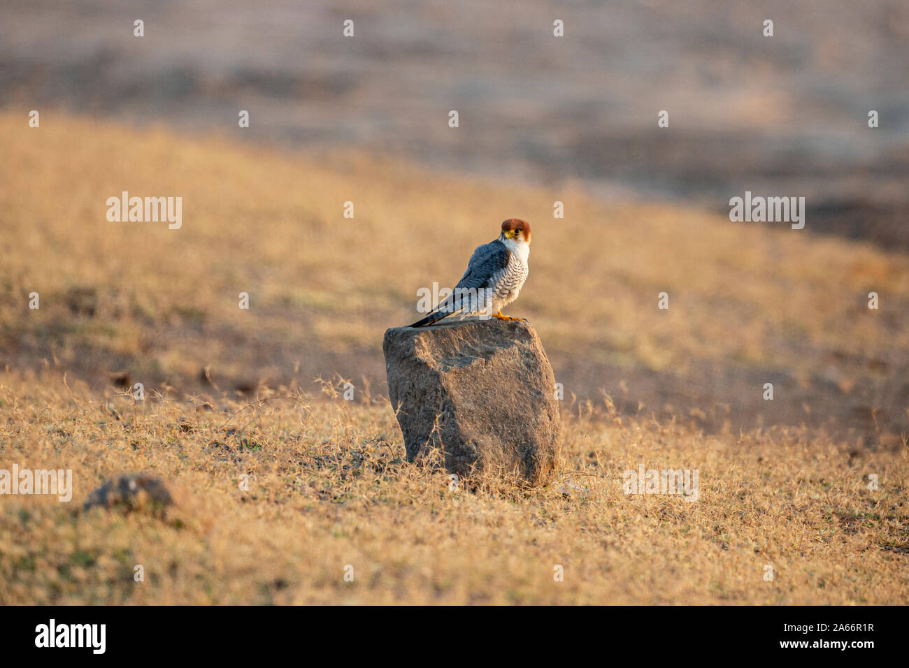 Red-necked Falcon sitting on a rock near Veera Dam,Pune,Maharashtra ...