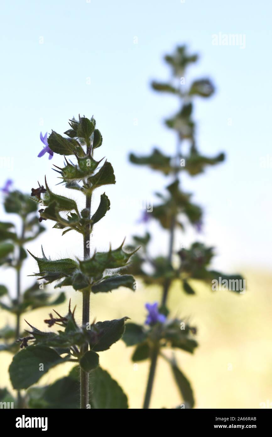 Snap of beautiful decorative Plant Stock Photo - Alamy