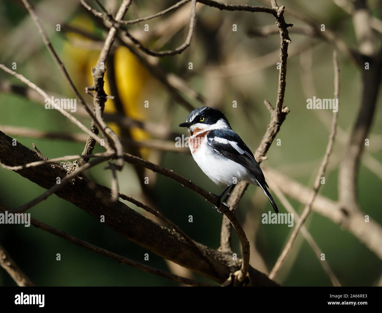 Batis molitor hi-res stock photography and images - Alamy