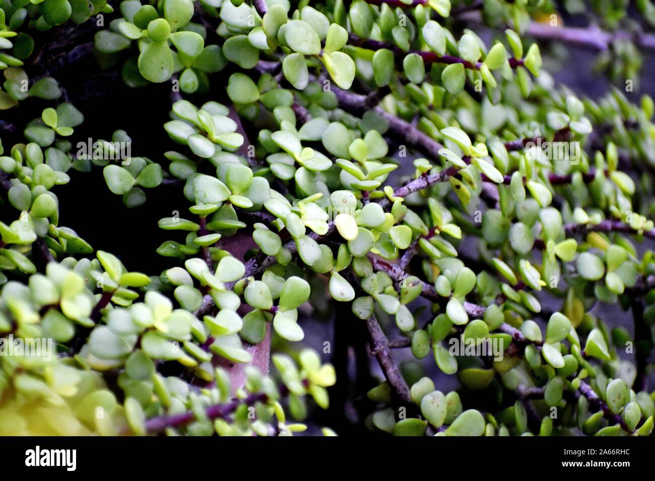 Snap of beautiful decorative Plant Stock Photo - Alamy