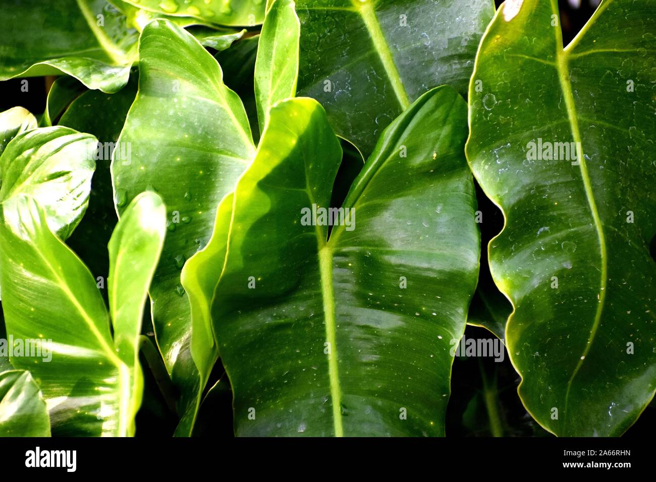 Snap of beautiful decorative Plant Stock Photo - Alamy