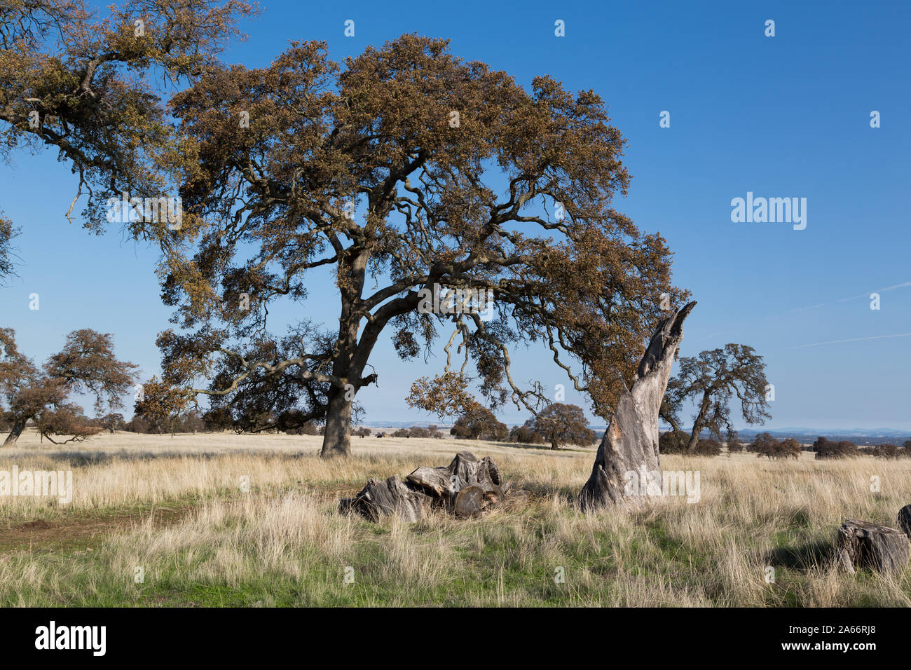 Waving white grasses and weather worn trees along the highway in ...