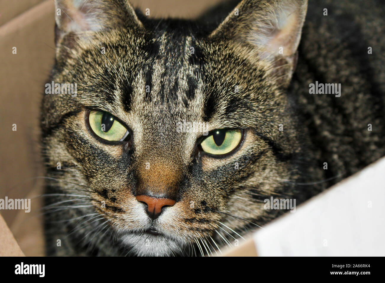 A cat in a box or packet. Cats love packaging Stock Photo - Alamy